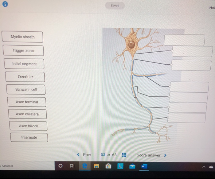 Solved Saved Myelin sheath Trigger zone: Initial segment | Chegg.com