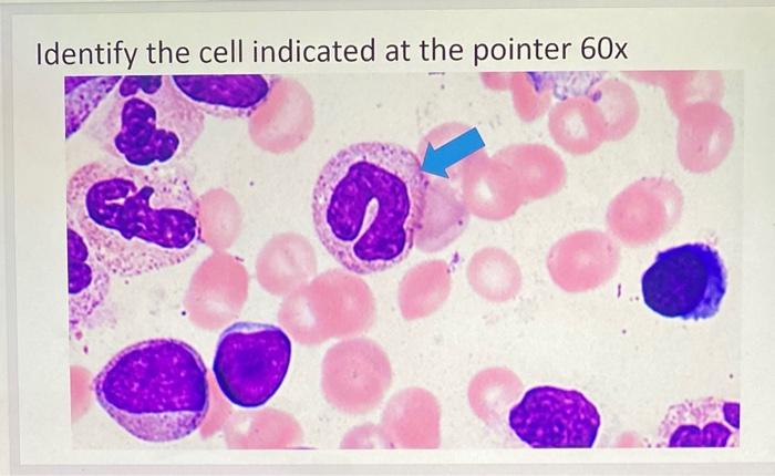 Solved Identify the cell indicated at the pointer 60x | Chegg.com