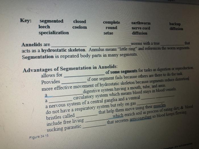 Solved Key: segmented leech specialization closed coelom | Chegg.com