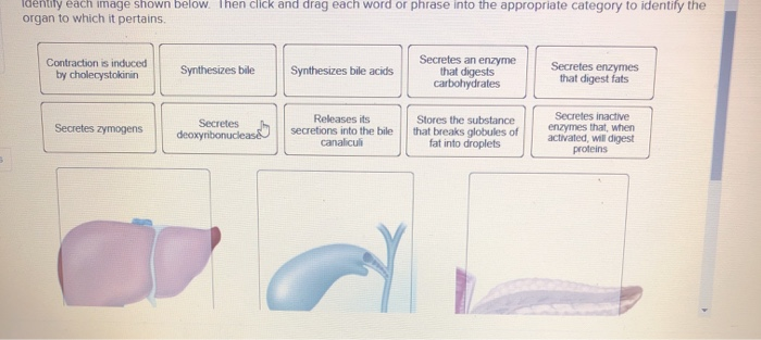 Solved Identity each image shown below. Then click and drag | Chegg.com