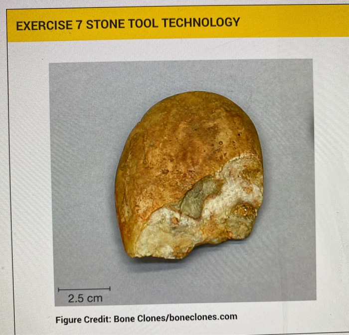 Solved Question 18 Exercise 7: Stone Tool Technology Review | Chegg.com
