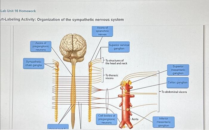 Solved Lab Unit 16 Homework rt-Labeling Activity: | Chegg.com