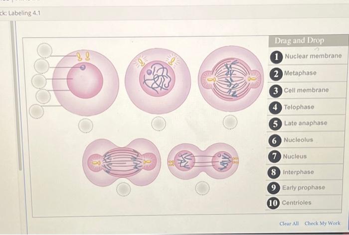 Solved ck: Labeling 4.1 € Drag and Drop 1 Nuclear membrane 2 | Chegg.com