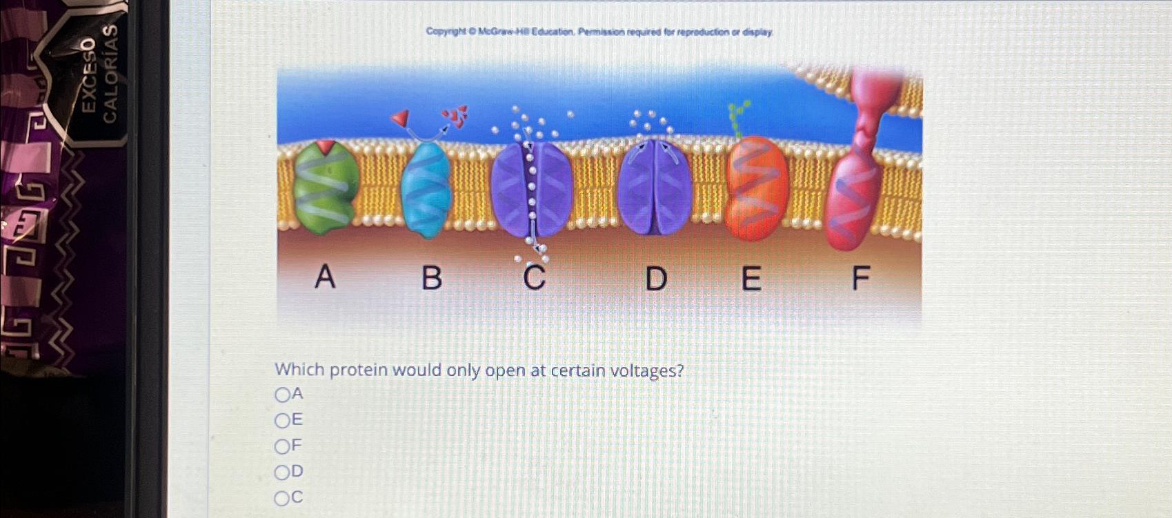 Solved Which protein would only open at certain | Chegg.com