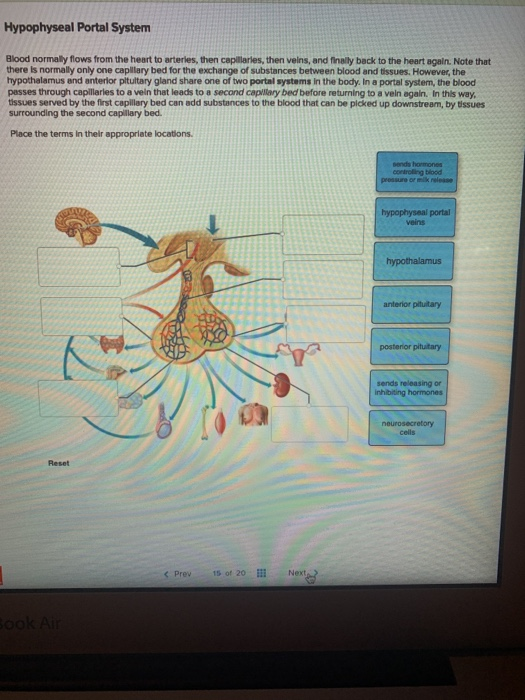 Solved Hypophyseal Portal System Blood normally flows from | Chegg.com