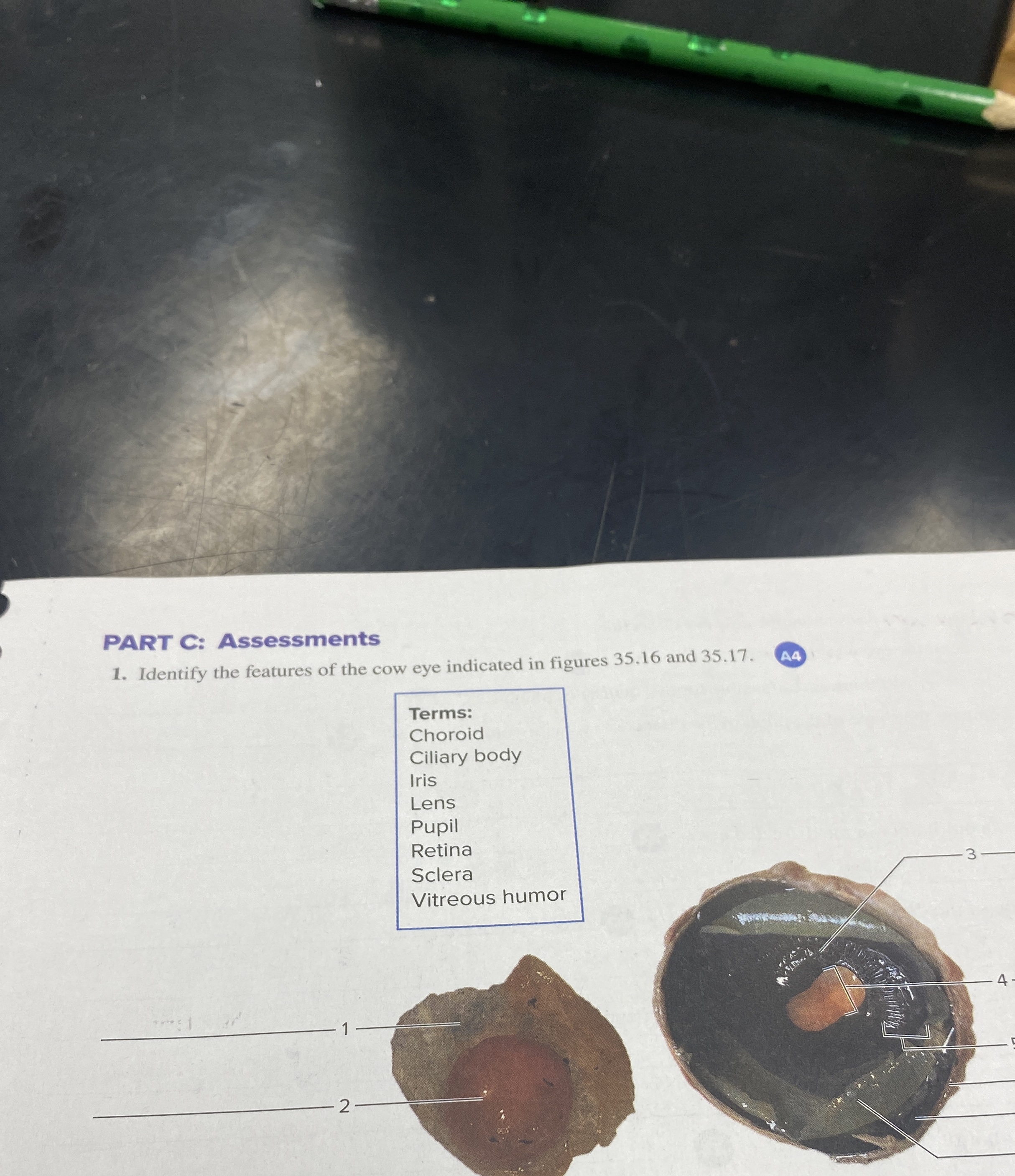 Solved PART C: AssessmentsIdentify the features of the cow | Chegg.com