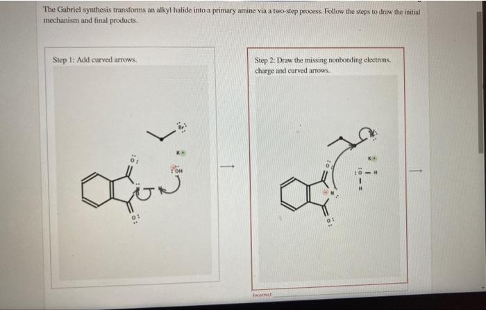 Solved The Gabriel synthesis transforms an alkyl halide into | Chegg.com