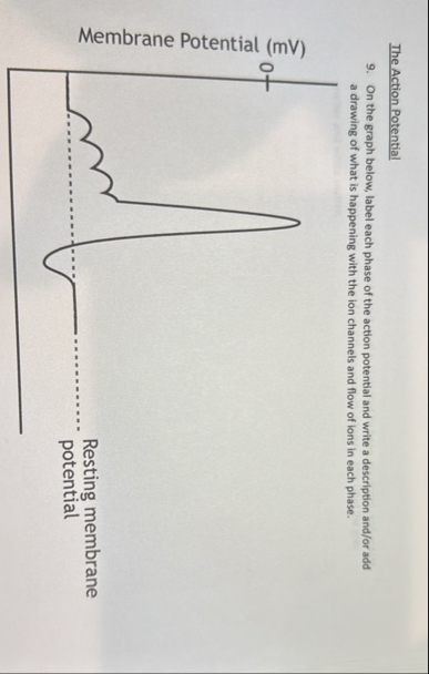 The Action Potential9. ﻿On the graph below, label | Chegg.com