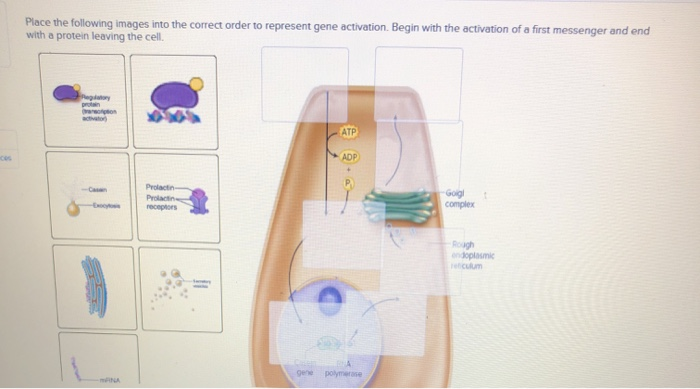 Solved Place the following images into the correct order to | Chegg.com