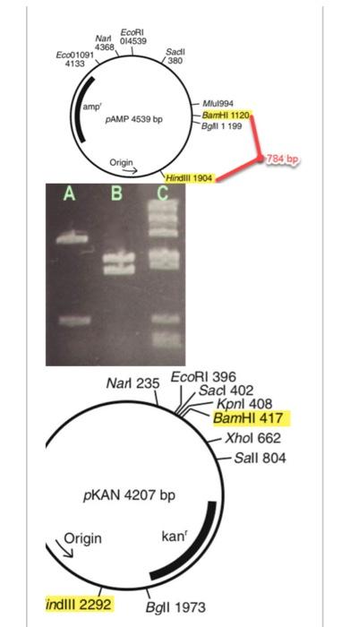 Solved [ Choose ] Lower band in B Upper band in A A C B | Chegg.com
