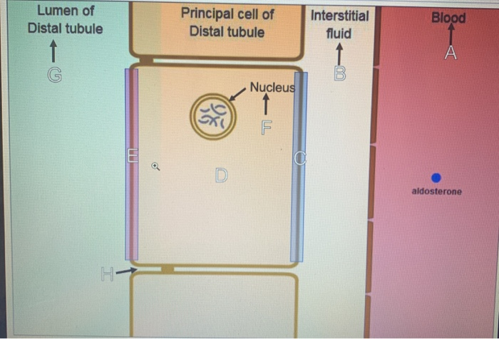 Solved Lumen of Distal tubule Principal cell of Distal | Chegg.com