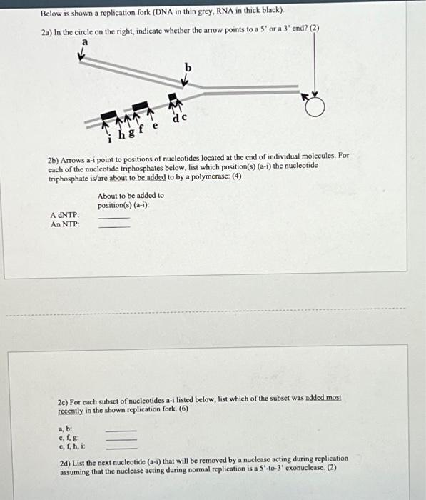 Solved Above are shown six nucleotides, labeled A-F. (B) 1a) | Chegg.com