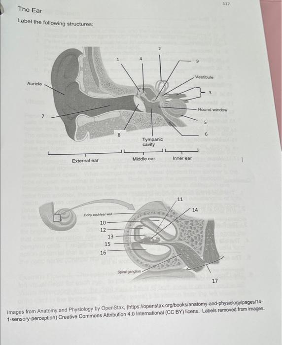 Solved The Ear Label the following structures: Images from | Chegg.com