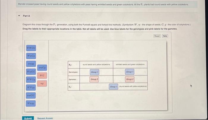 Solved Dugram this cross through the F1 generasion, csing | Chegg.com