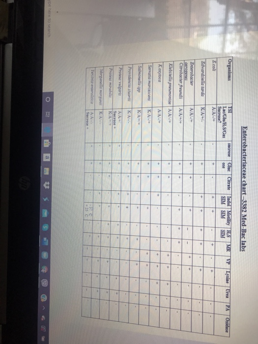 Solved Enterobacteriaceae Biochemical Test Interpretation | Chegg.com