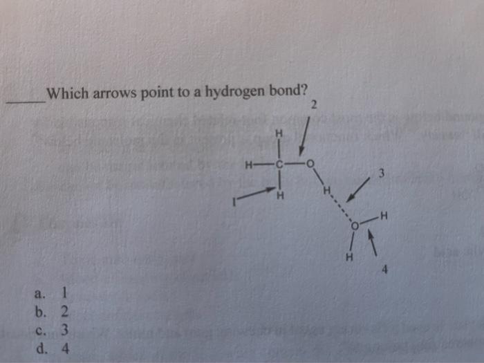 Solved Which arrows point to a hydrogen bond? | Chegg.com