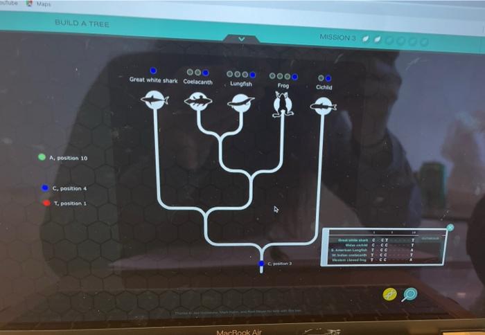 ube BUILD A TREE MISSION 3 DO Great white shark | Chegg.com