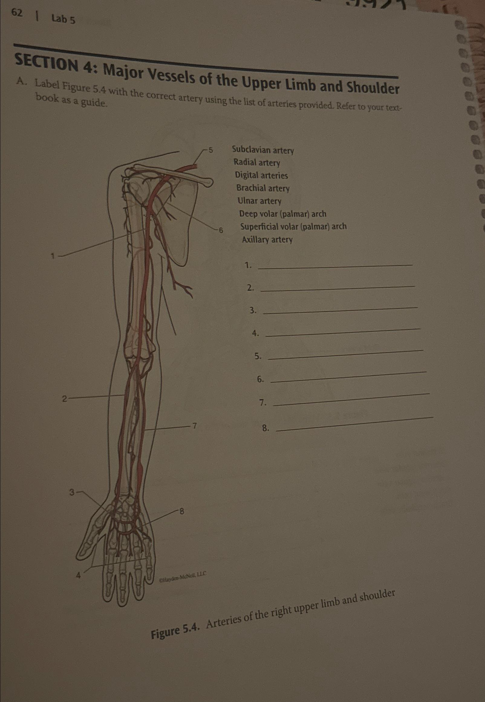 Solved 62 ﻿I Lab 5SECTION 4: Major Vessels of the Upper Limb | Chegg.com
