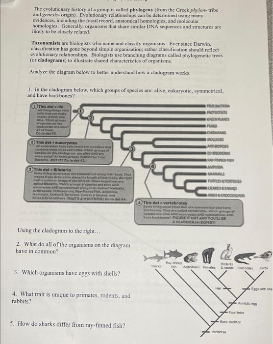 Solved Phylogeny and Cladograms The evolutionary history of | Chegg.com