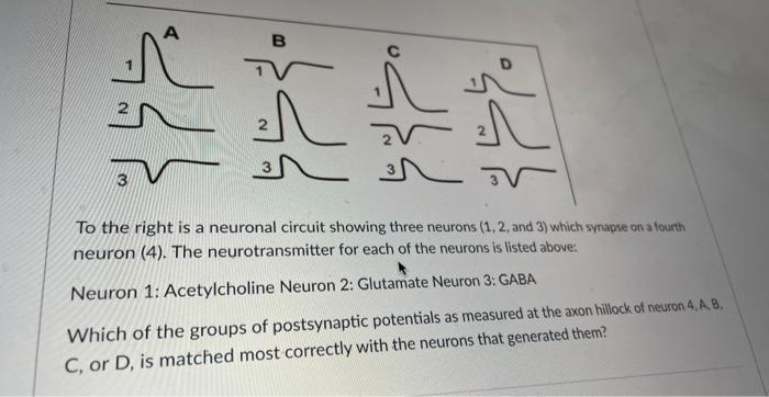Solved To the right is a neuronal circuit showing three | Chegg.com