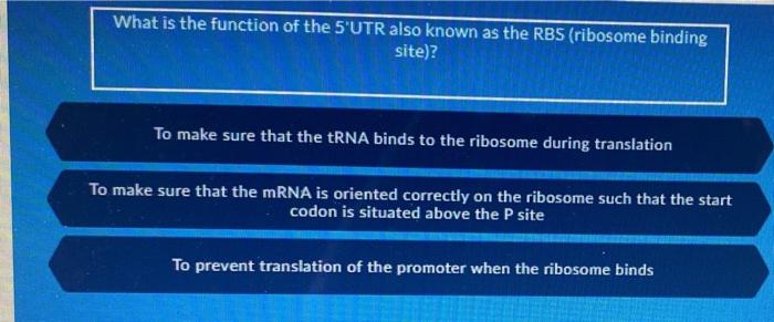 Solved What is the function of the 5'UTR also known as the | Chegg.com