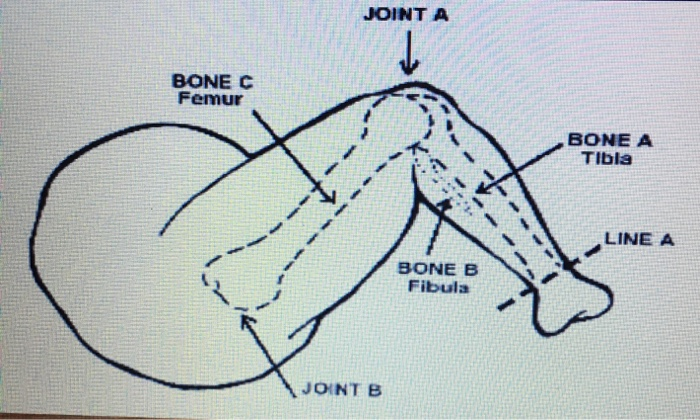 Solved JOINT A BONE C Femur BONE A Tibla LINE A BONE B | Chegg.com