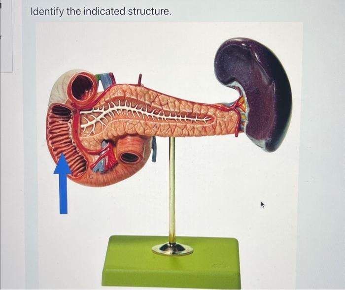 Solved Identify the indicated structure. | Chegg.com