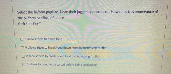 Solved Select the filiform papillae. Note their jagged | Chegg.com