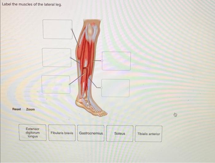 Solved Label the muscles of the lateral leg. Reset Zoom | Chegg.com