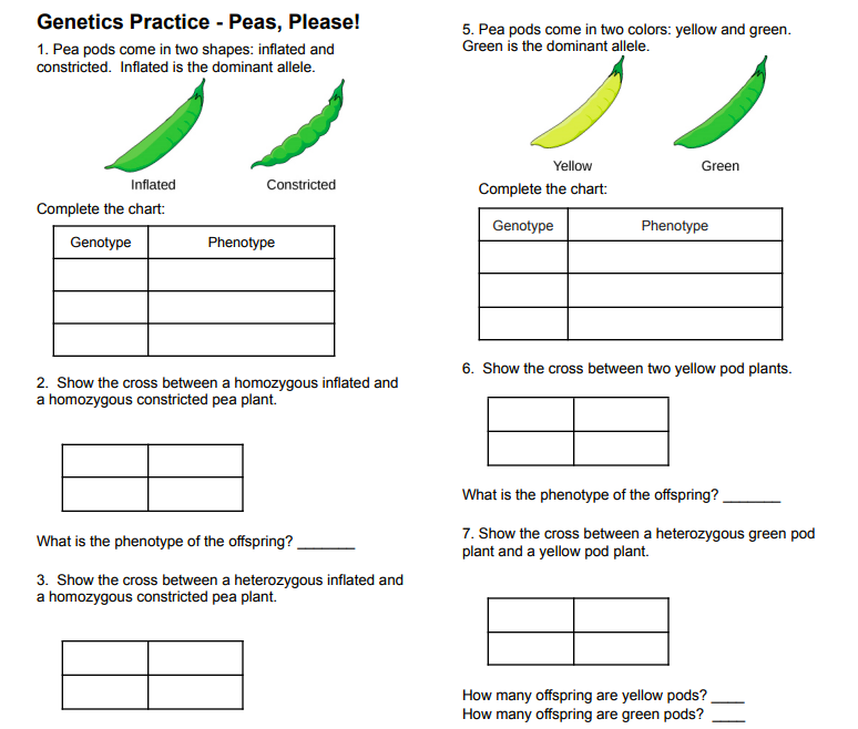 Solved Genetics Practice - ﻿Peas, Please!Pea pods come in | Chegg.com