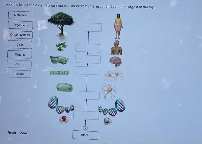 Solved Label the levels of biological organization in order | Chegg.com