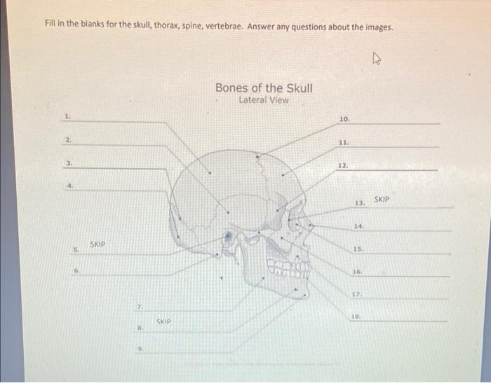 Solved Fill in the blanks for the skull, thorax, spine, | Chegg.com