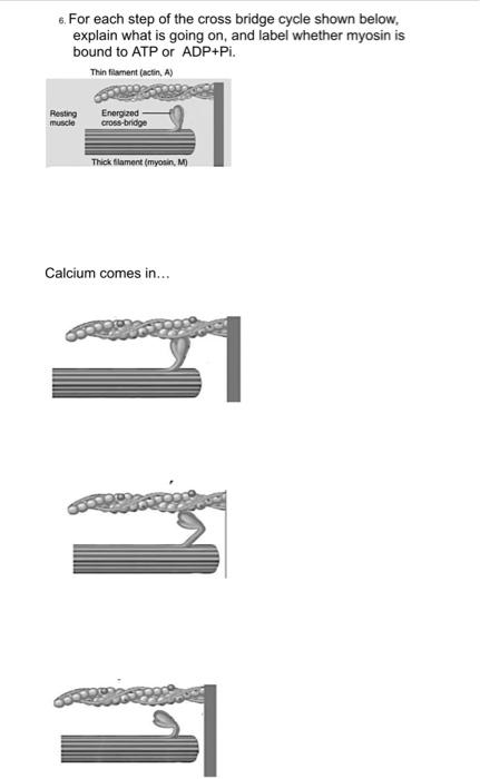 Solved 6. For each step of the cross bridge cycle shown | Chegg.com