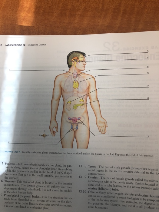 Solved 16 LAB EXERCISE 32 Endocrine Glands 35 FIGURE 32-1 | Chegg.com