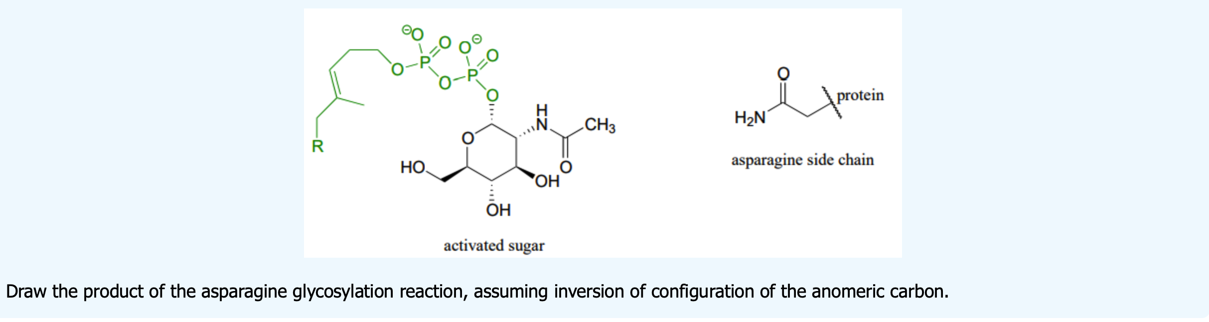 Solved Draw the product of the asparagine glycosylation | Chegg.com