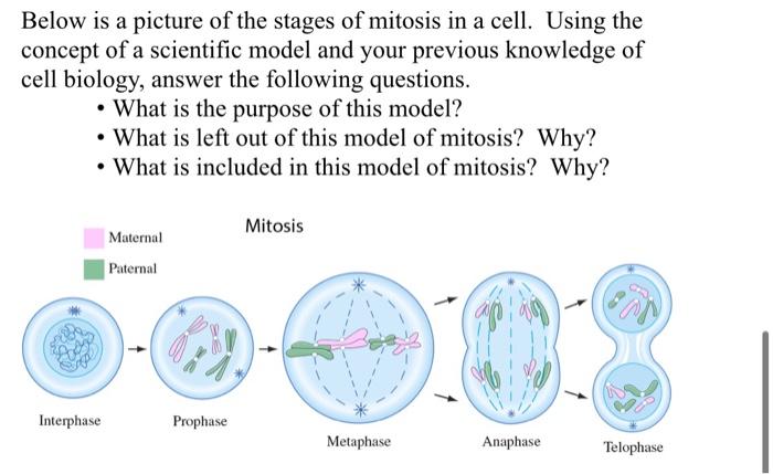 Solved Below is a picture of the stages of mitosis in a | Chegg.com