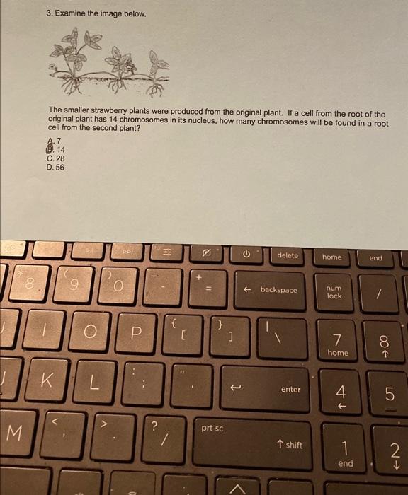 Solved 3. Examine the image below. The smaller strawberry | Chegg.com