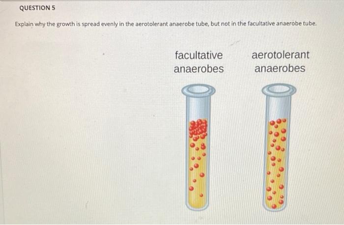 Solved QUESTIONS Explain why the growth is spread evenly in | Chegg.com