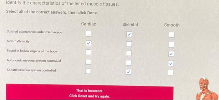Solved Identify the characteristics of the listed muscle | Chegg.com