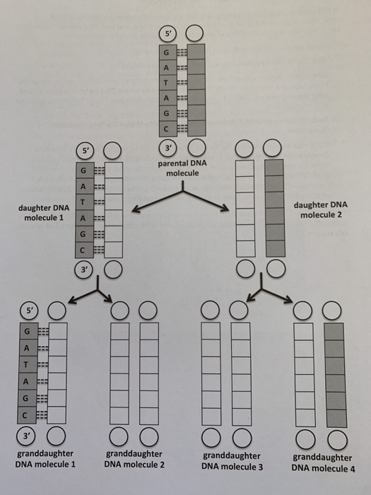 Solved O parental DNA molecule T daughter DNA molecule 1 | Chegg.com