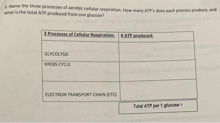 Solved 3. Name the three processes of aerobic cellular | Chegg.com