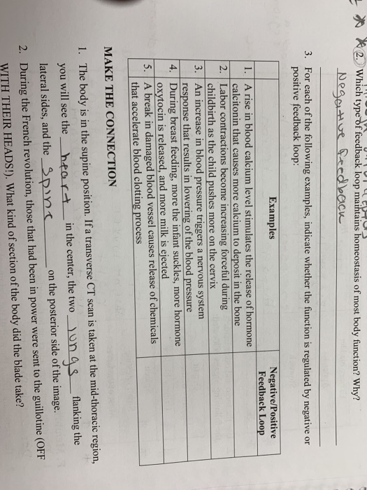 Solved * 2. Which type of feedback loop maintains | Chegg.com