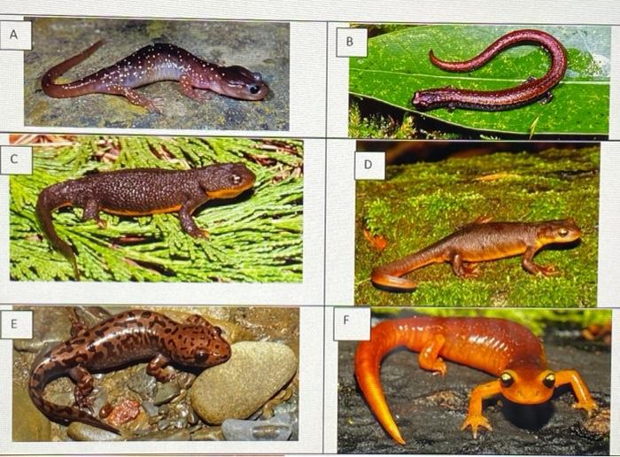 Solved Dichotomous Key to common Northern California | Chegg.com