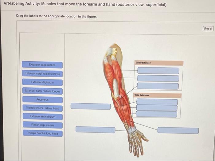Solved Ch 10 HW t-labeling Activity: Muscles that move the | Chegg.com
