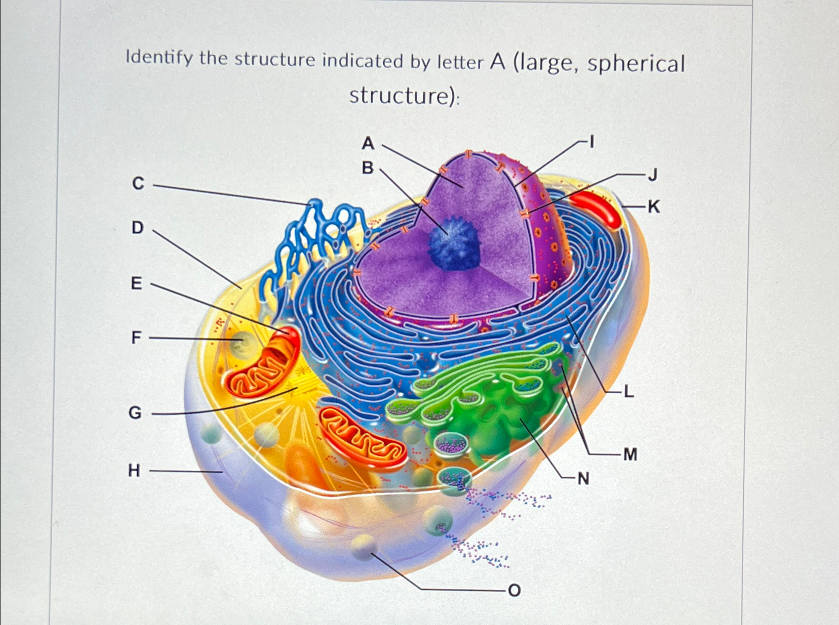 Solved Identify the structures indicated by The letters. | Chegg.com