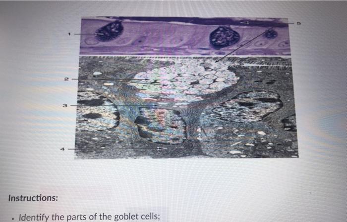 Solved Instructions: Identify the parts of the goblet cells; | Chegg.com