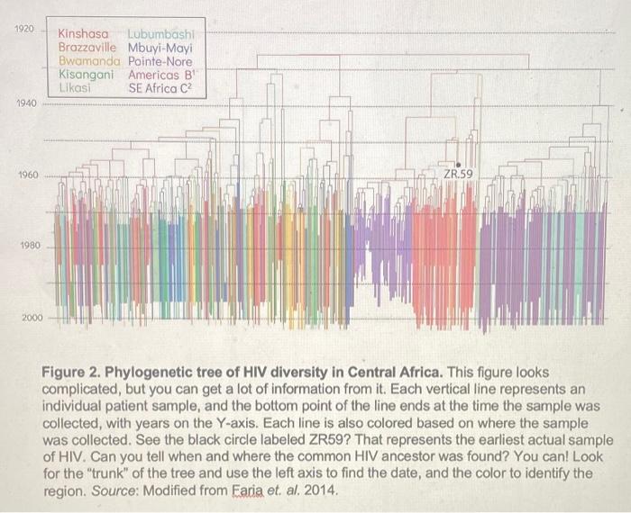 Figure 2. Phylogenetic tree of HIV diversity in | Chegg.com