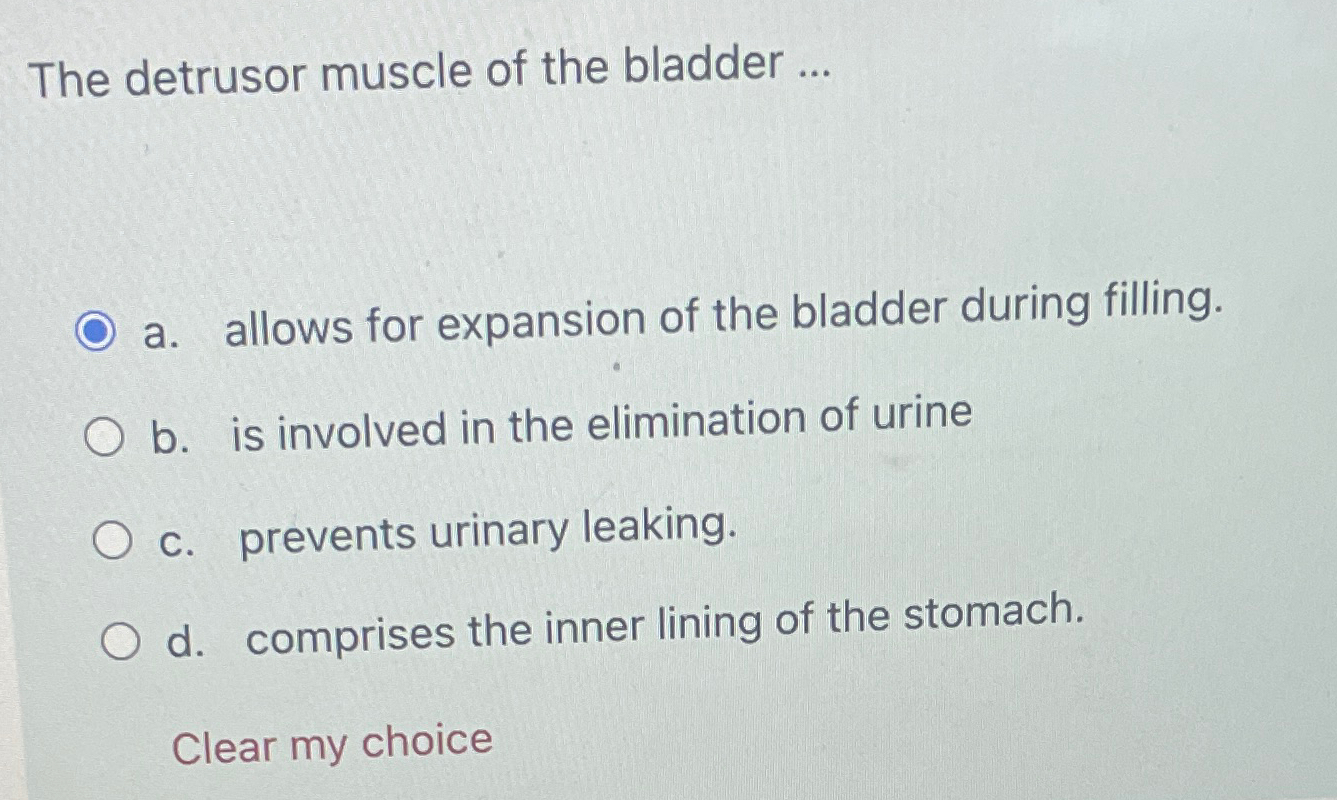 Solved The detrusor muscle of the bladder ...a. ﻿allows for | Chegg.com