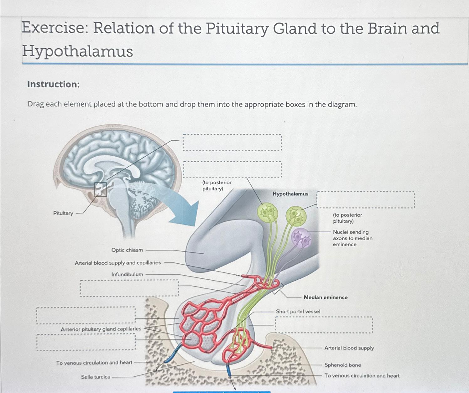 Solved Exercise: Relation of the Pituitary Gland to the | Chegg.com