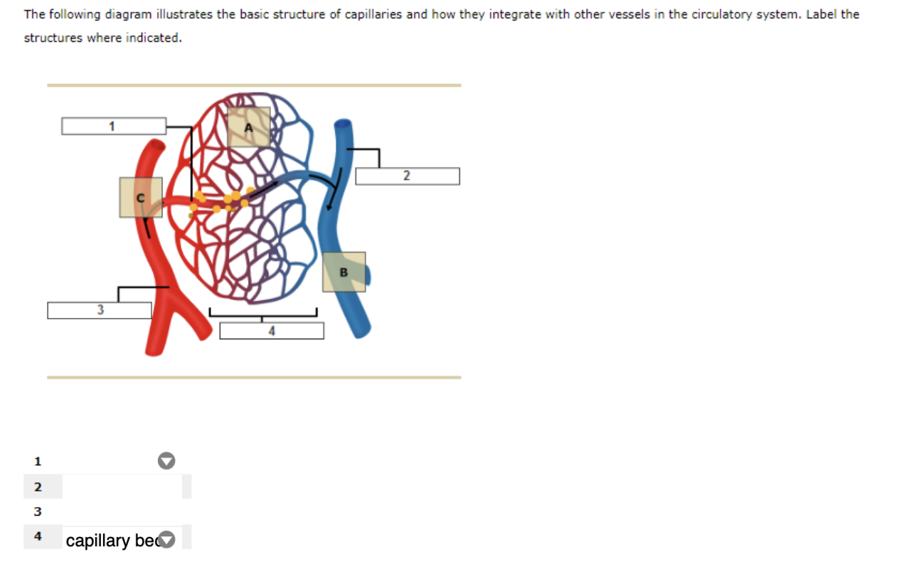 Solved The following diagram illustrates the basic structure | Chegg.com